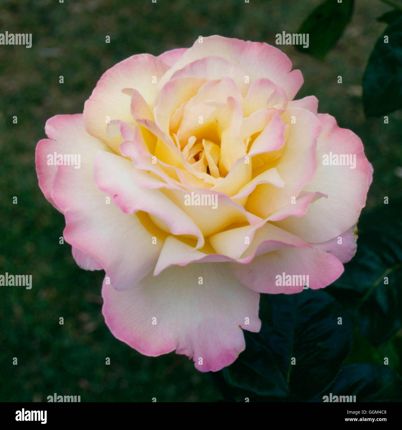 Rosa - `Peace' AGM- - (Hybrid Tea) RHT028289 Stock Photo - Alamy