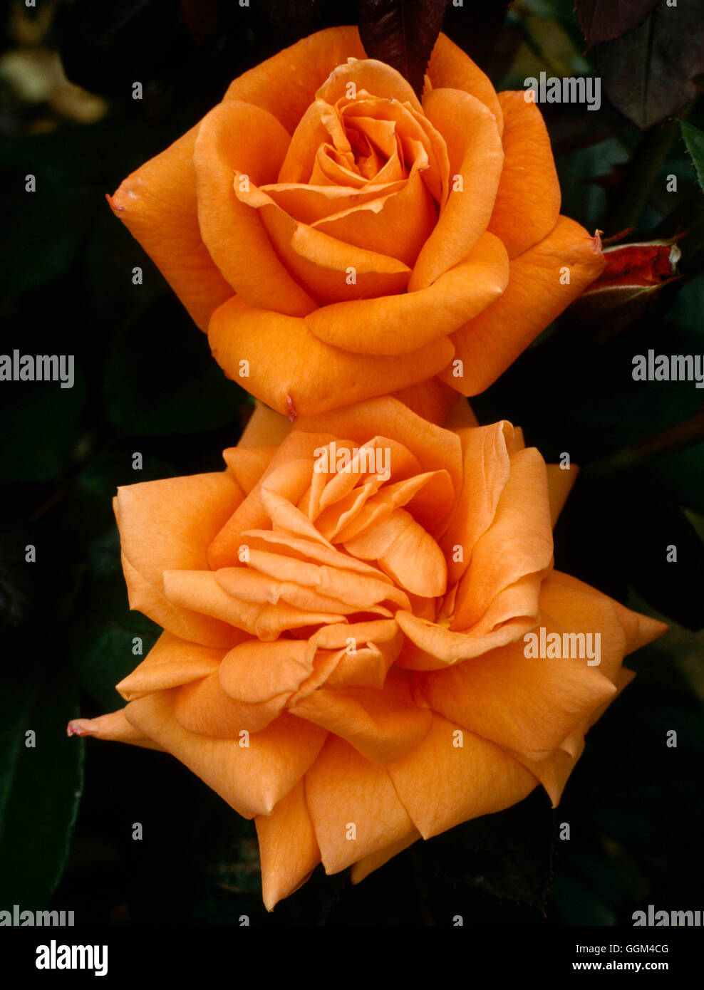 Rosa - `Lovers' Meeting' (Hybrid Tea) RHT044473 Stock Photo - Alamy