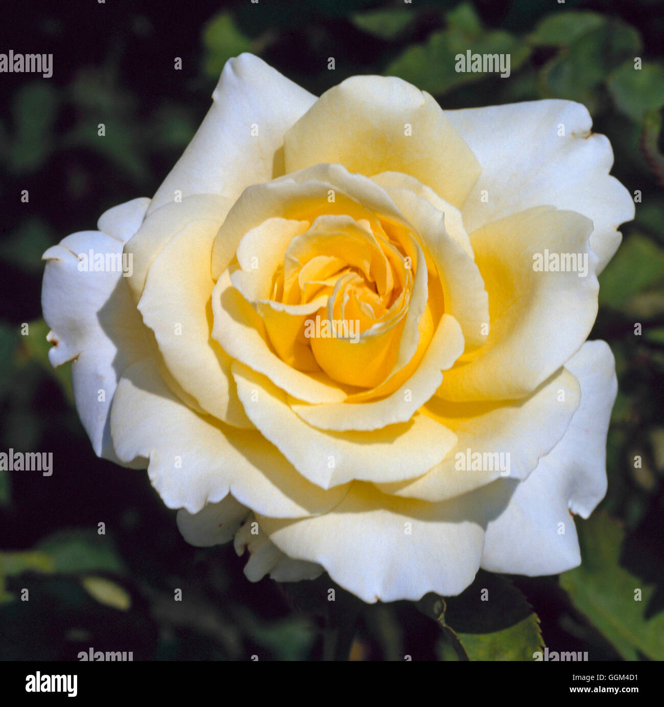 Elina hi-res stock photography and images - Alamy