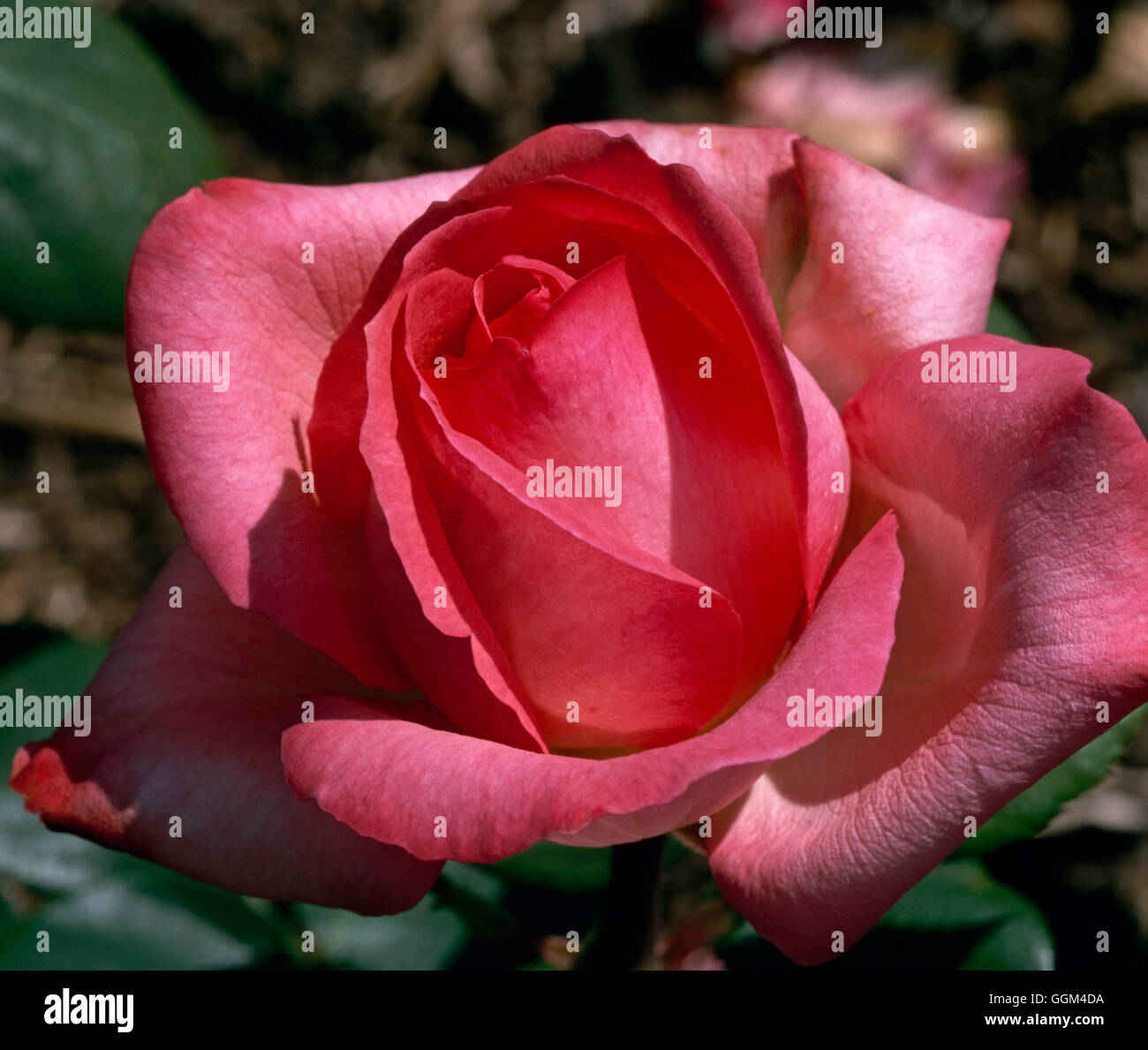 Rosa - `Congratulations' (Hybrid Tea) RHT089853 Stock Photo - Alamy