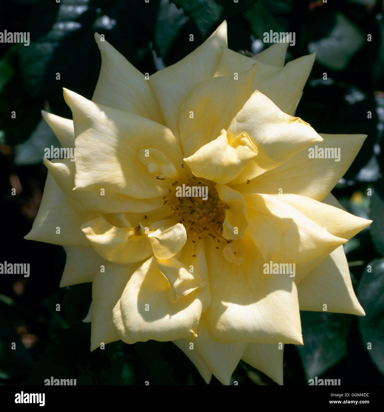 Rosa - `Selfridges' (Hybrid Tea) RHT089869 Stock Photo - Alamy