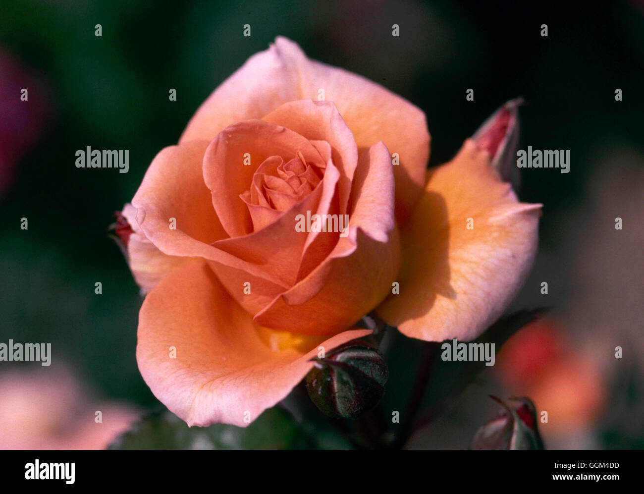 Rosa - 'Doris Tysterman' (Hybrid Tea) RHT094340 Stock Photo - Alamy
