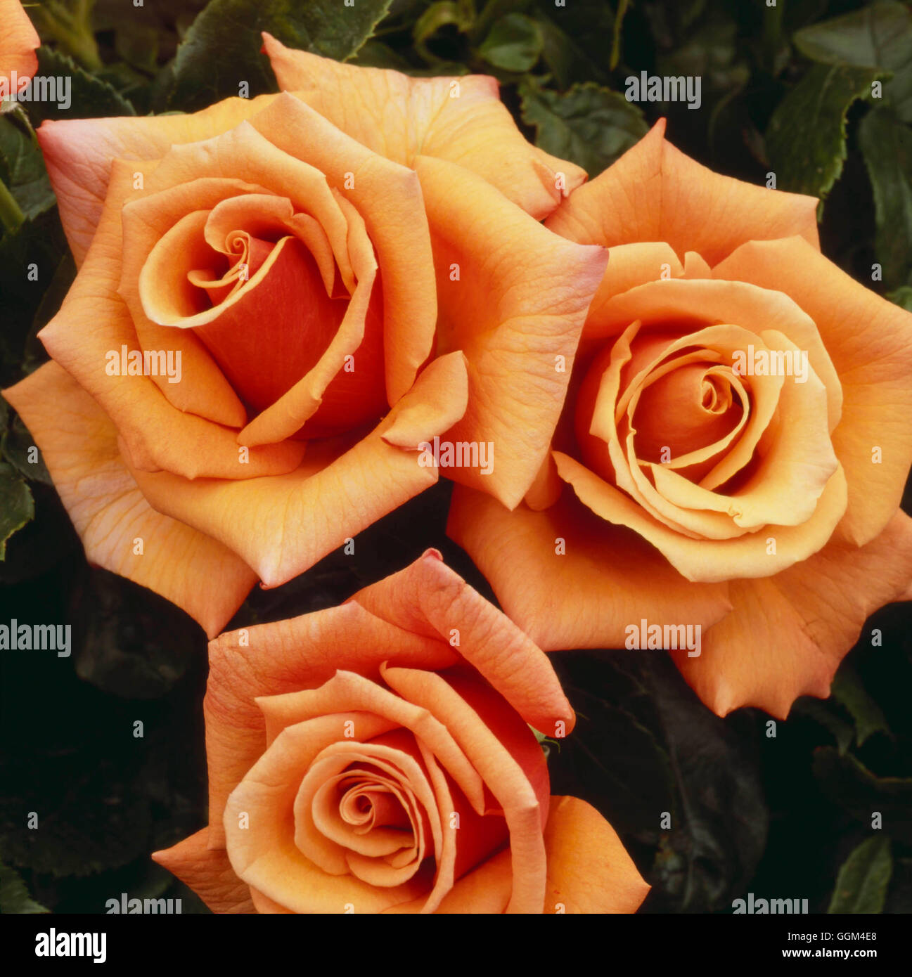 Rosa - `Remember Me' AGM - (Hybrid Tea) RHT101376 Stock Photo - Alamy