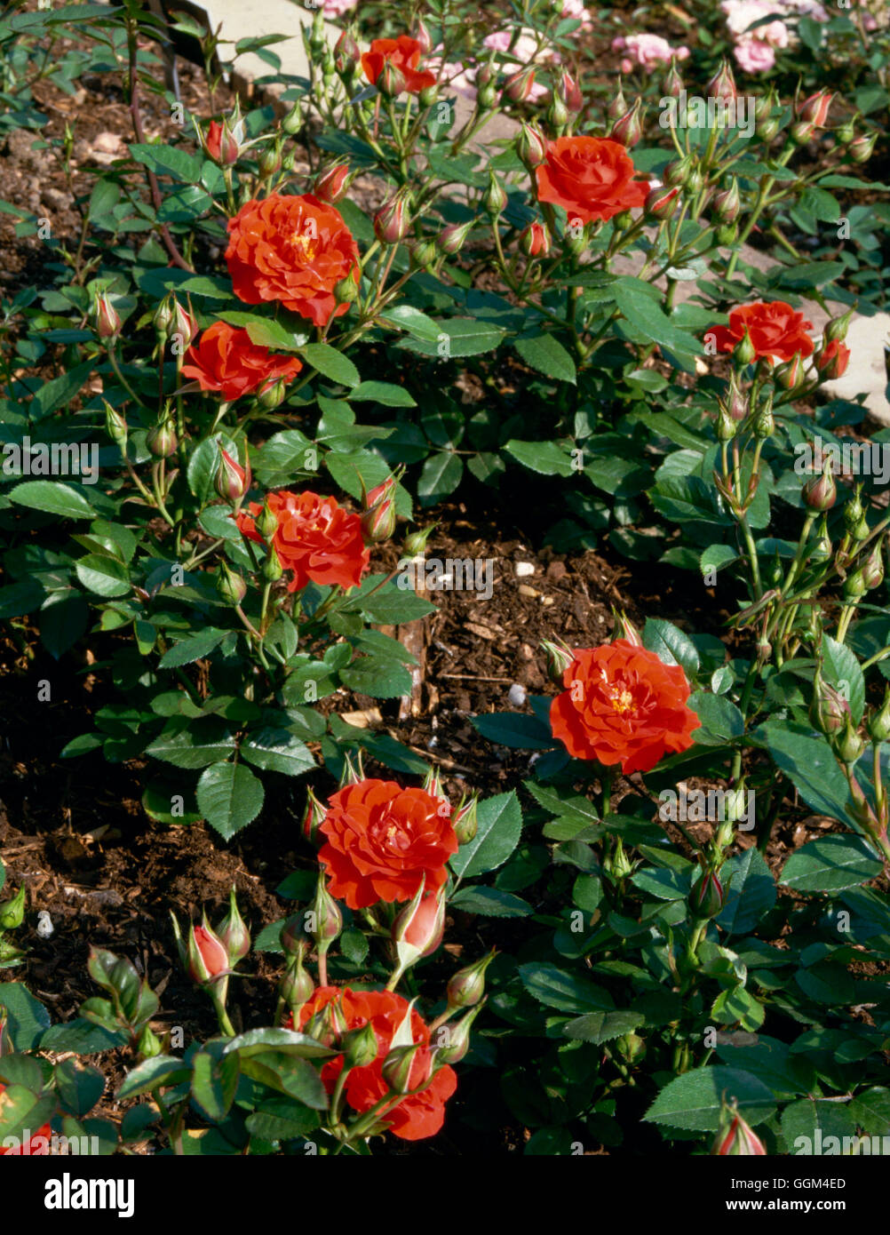 Miniature Rose - Rosa `Orange Sunblaze' RMN040482 Stock Photo - Alamy