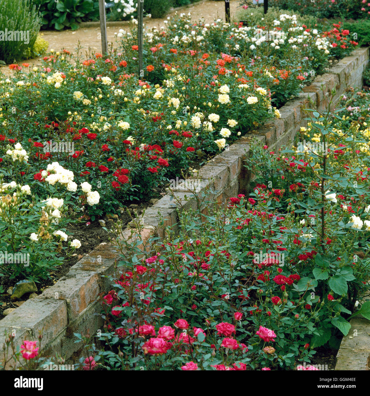 Miniature roses hi-res stock photography and images - Alamy