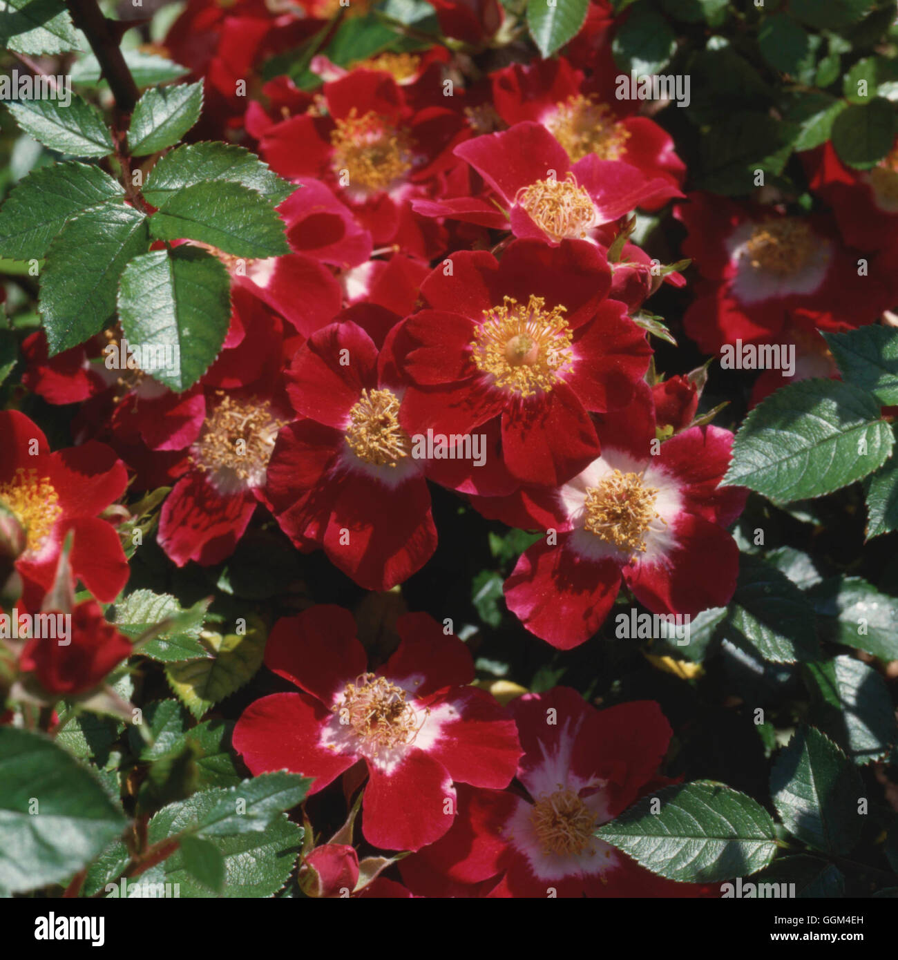 Miniature/Patio Rose - Rosa `Robin Redbreast' RMN063052 Stock Photo - Alamy