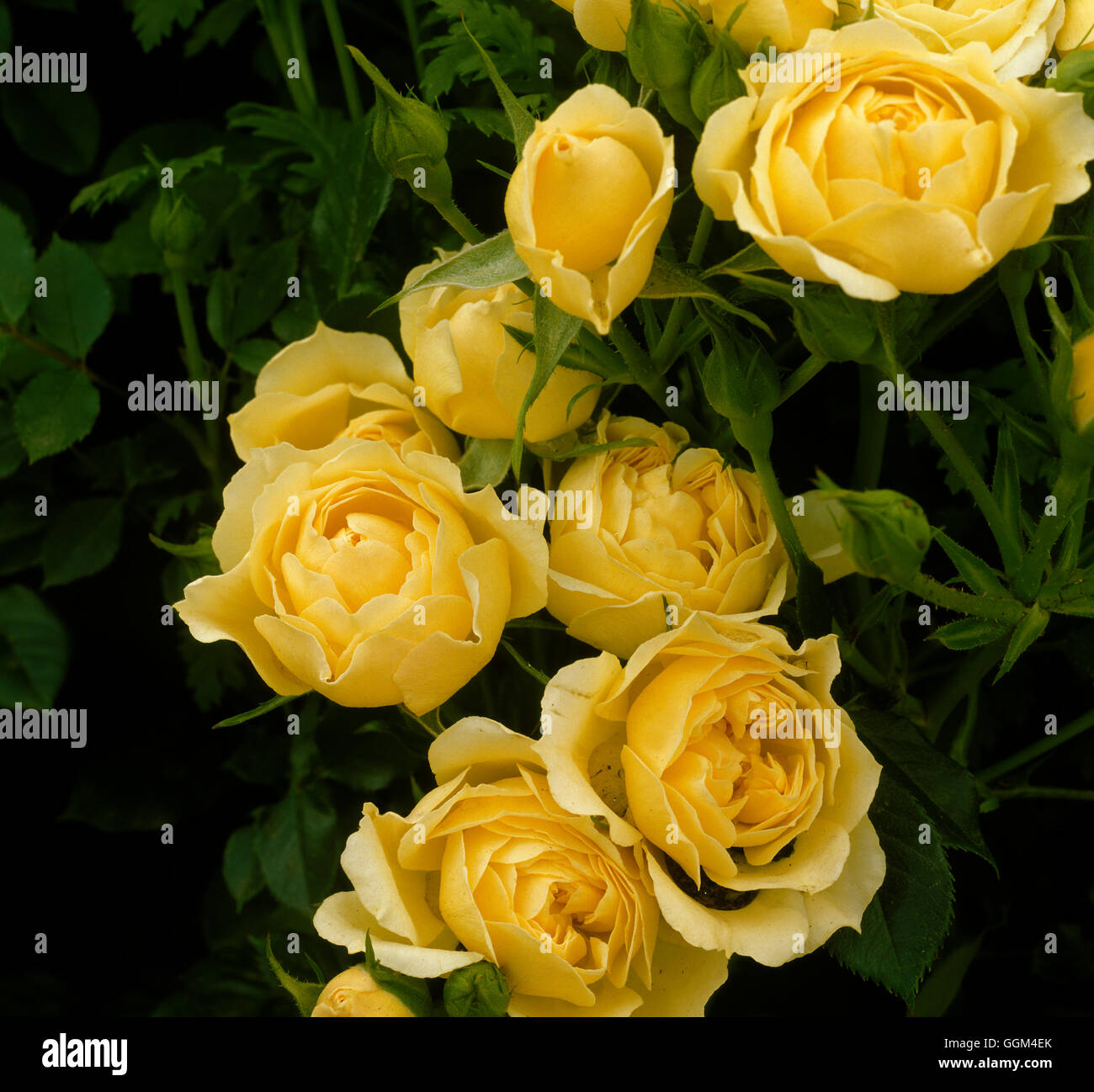 Rosa sweet memories hi-res stock photography and images - Alamy