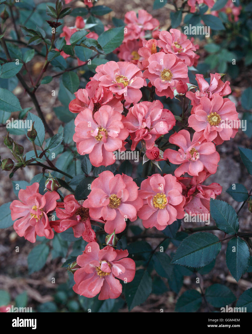 Miniature Rose - Rosa `Anytime' RMN073893 Stock Photo - Alamy