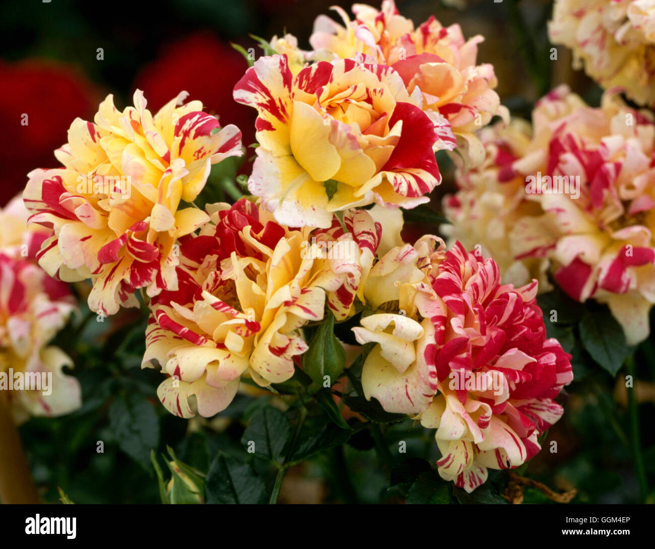 Miniature patio rose hi-res stock photography and images - Alamy
