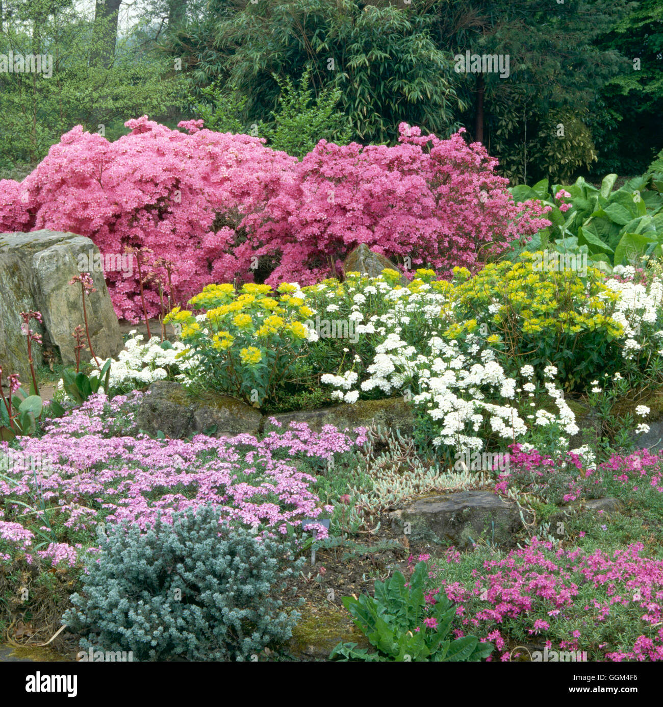 Euphorbia garden hi-res stock photography and images - Alamy