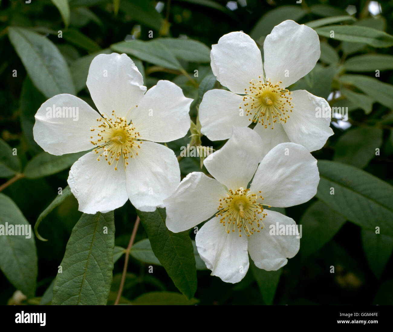 Rosa filipes - `Kiftsgate' AGM (Rambler) RRB015860 Stock Photo - Alamy