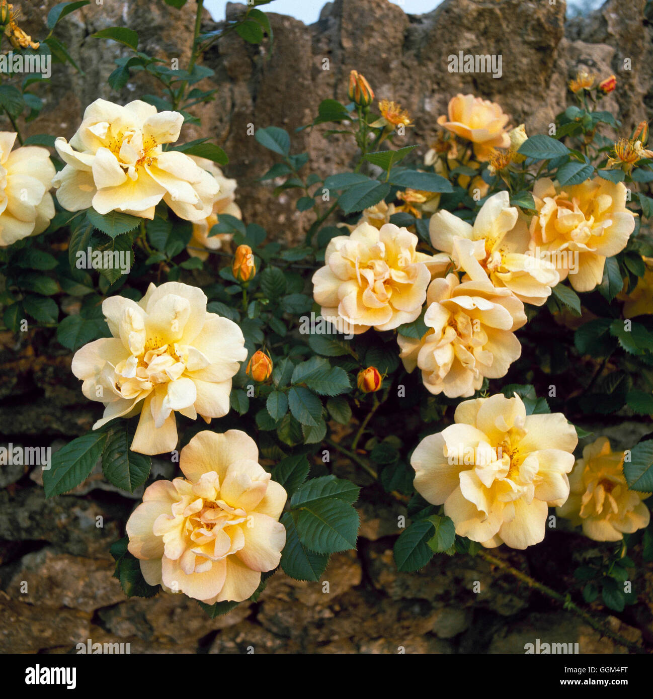 Rosa - `Francois Foucard' (1900) (Rambler) RRB042858 Stock Photo - Alamy