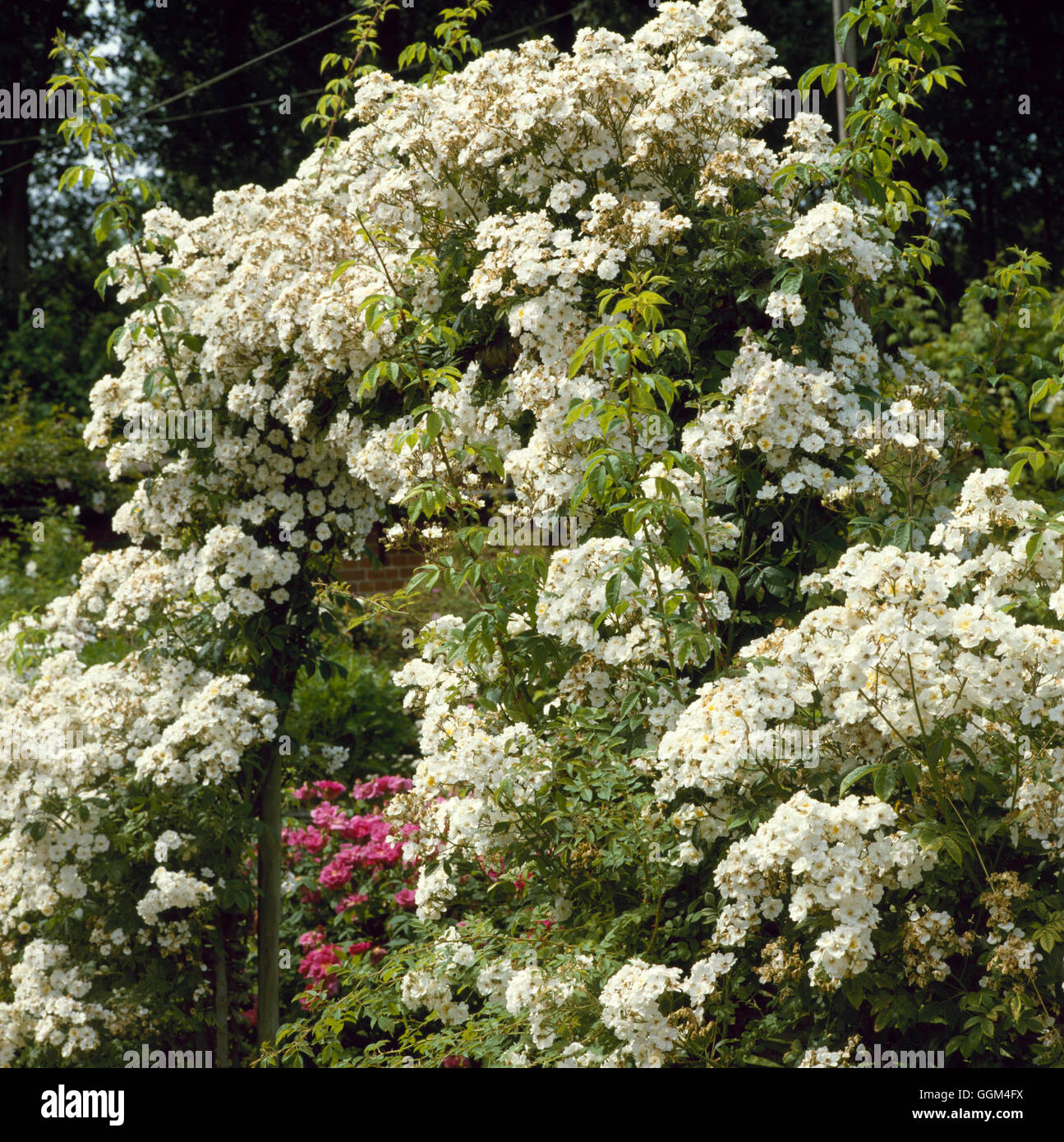 Rosa - `Rambling Rector' (Rambler) RRB045246 Stock Photo - Alamy