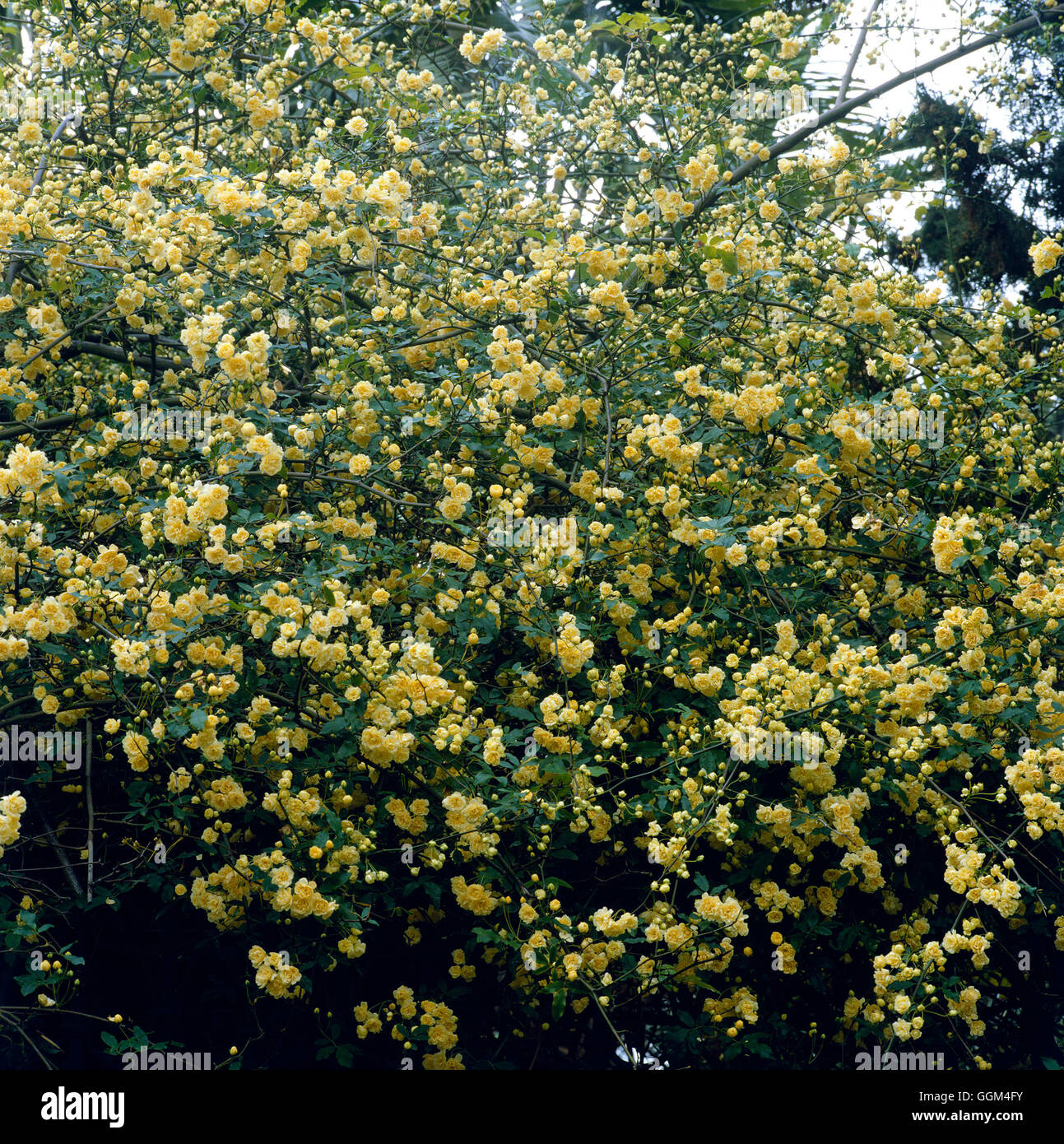 Rosa lutea hi-res stock photography and images - Alamy