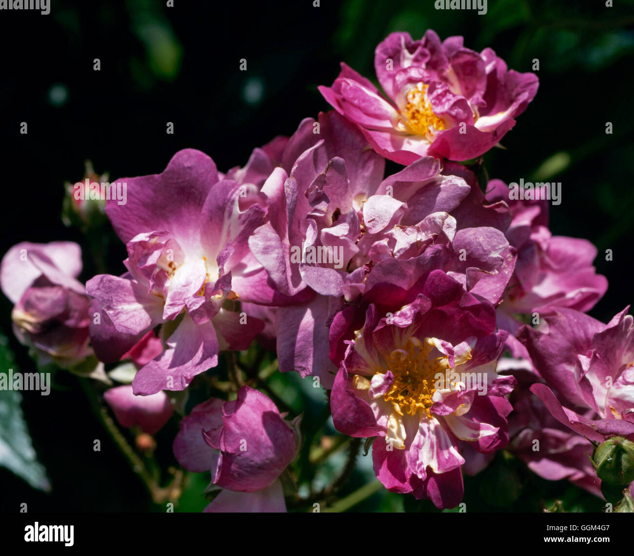 Purple rambler rose hi-res stock photography and images - Alamy
