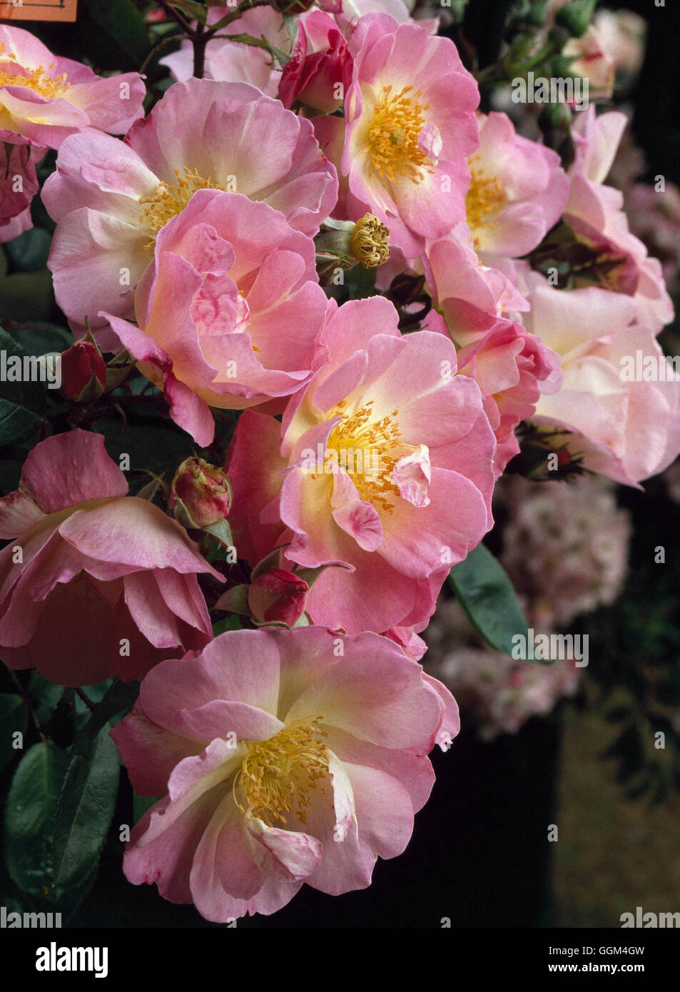 Hybrid musk roses hi-res stock photography and images - Alamy