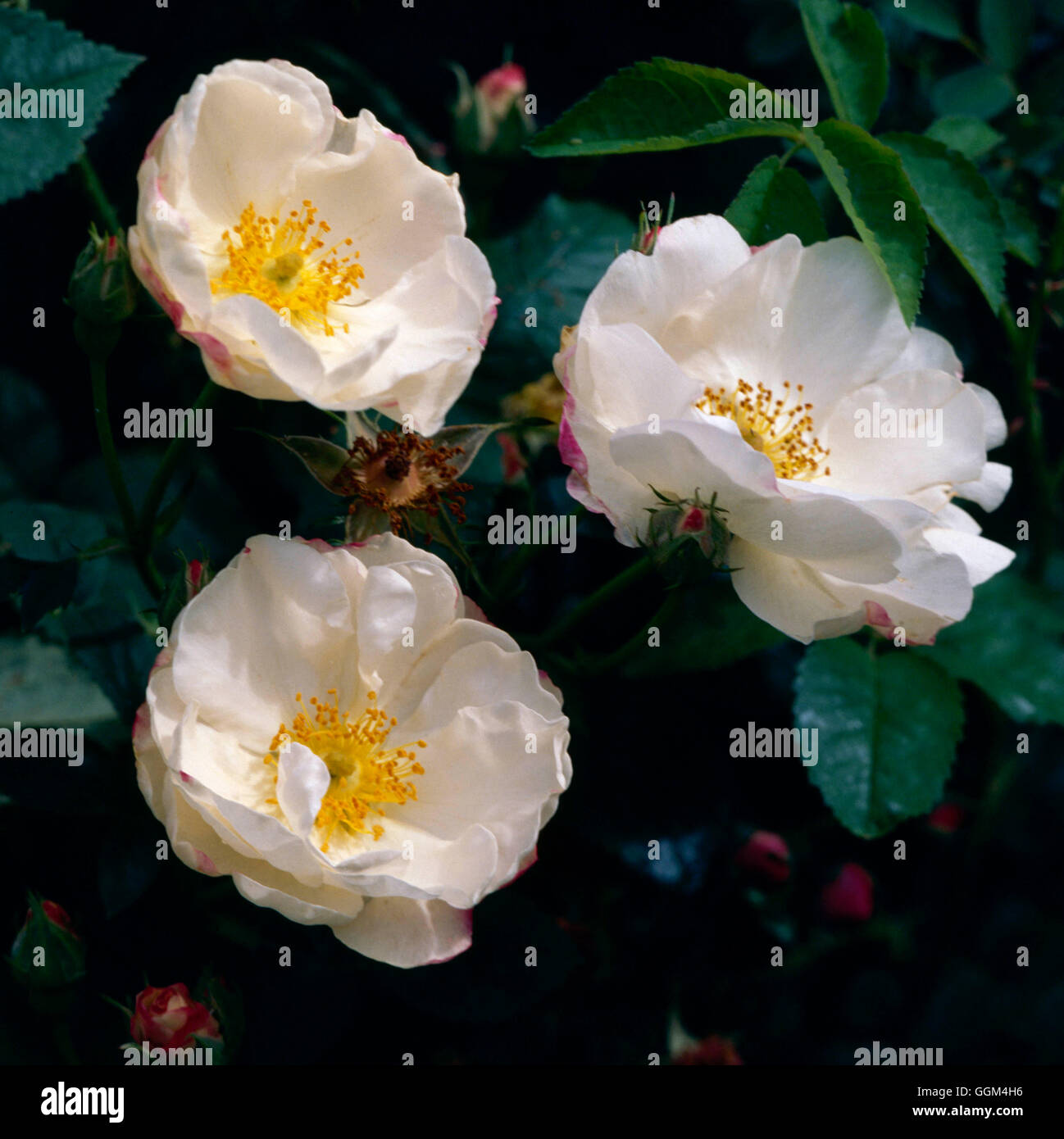 Rosa - `Hebe's Lip' (Shrub) RSH010117 Stock Photo - Alamy