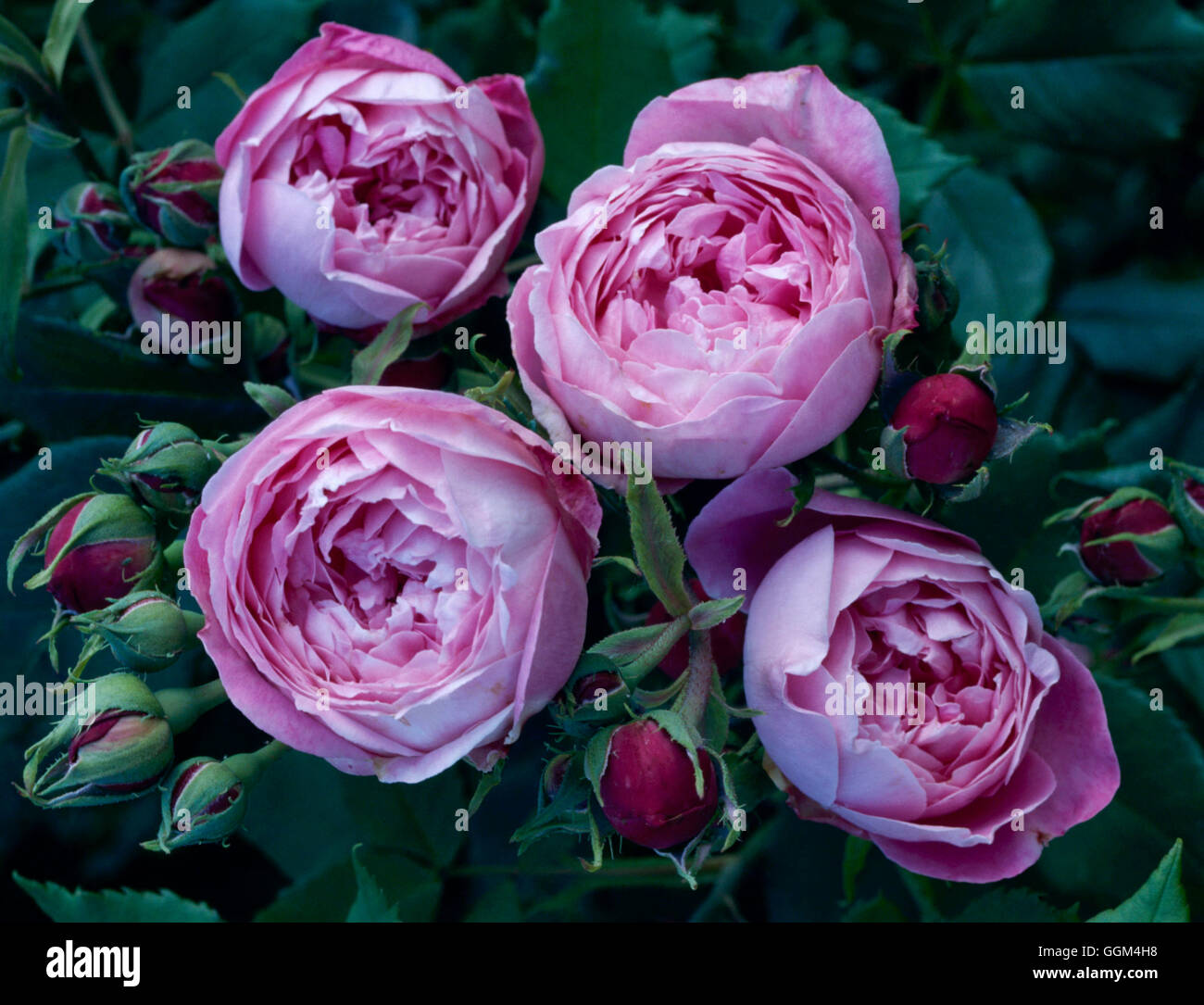 Rosa - `Reine Victoria' (Shrub Rose) RSH010119 Stock Photo - Alamy