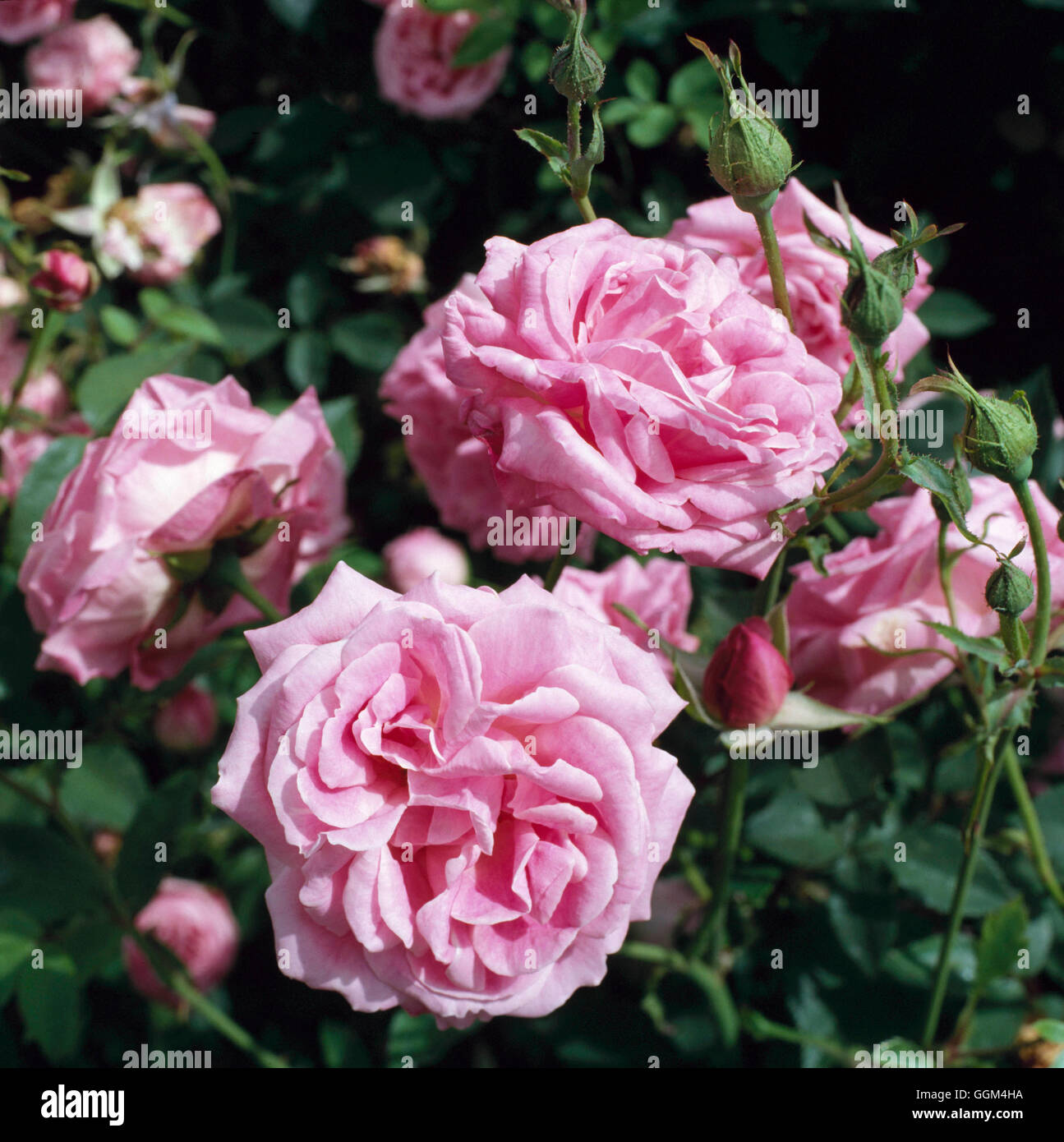 Rosa - `Hermosa' - (China) (Shrub) RSH010121 Stock Photo - Alamy