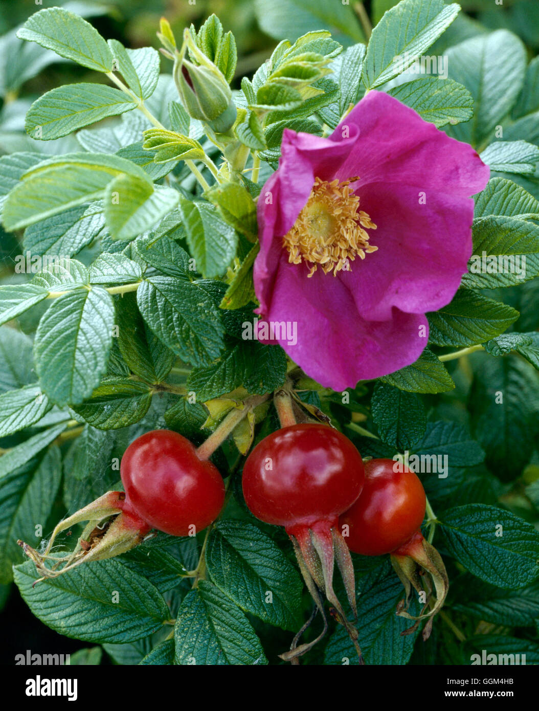 Rosarugosa hi-res stock photography and images - Alamy