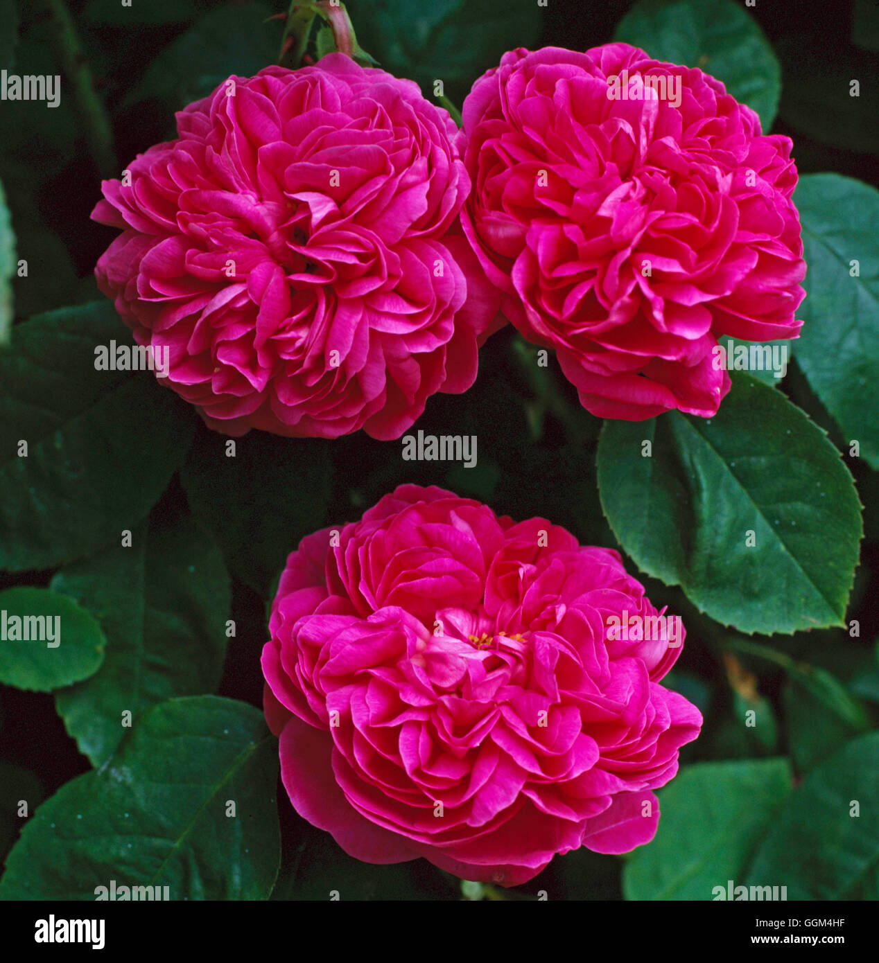 Rosa - `De Rescht' (Damask) (Shrub) RSH010152 Stock Photo - Alamy