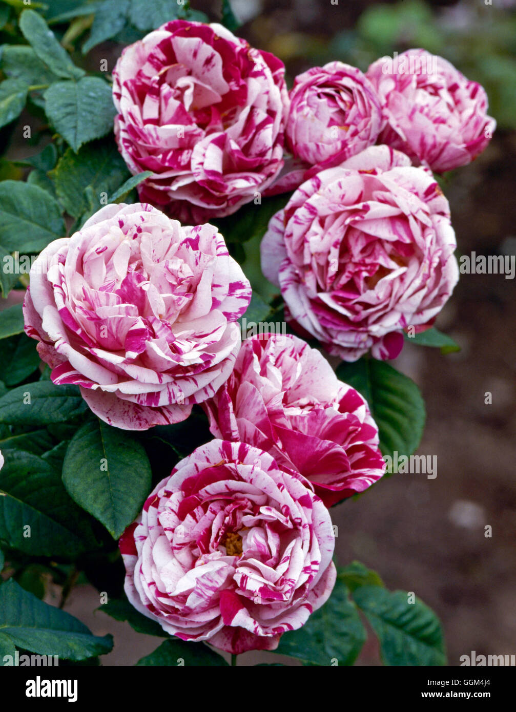 Rosa - `Ferdinand Pichard' AGM (Bourbon) (Shrub) RSH024916 Stock Photo ...