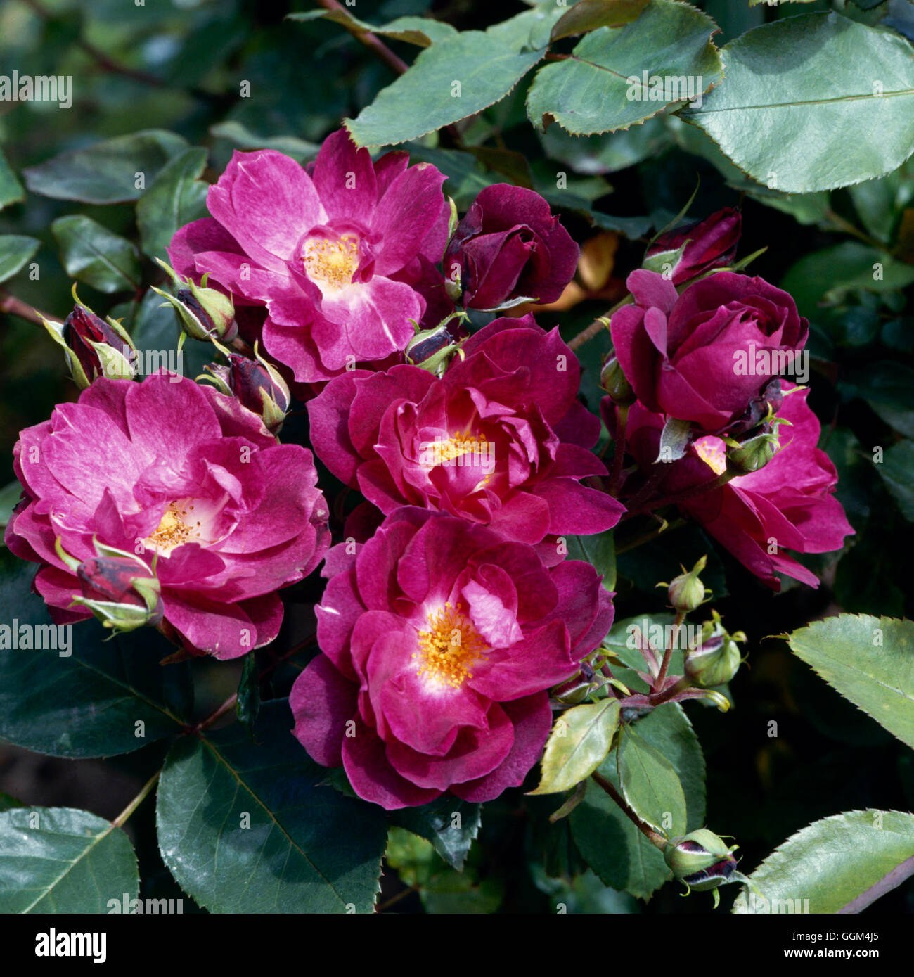 Rosa - `Cardinal Hume' (Shrub Rose) RSH024931 Stock Photo - Alamy
