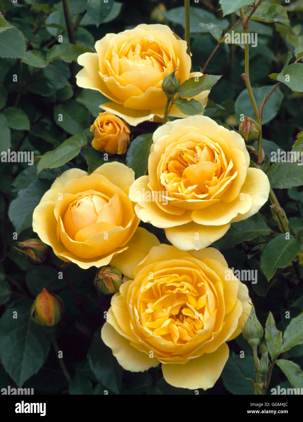 Rosa - `Graham Thomas' AGM (Austin 1983) (Shrub) RSH025362 Stock Photo ...