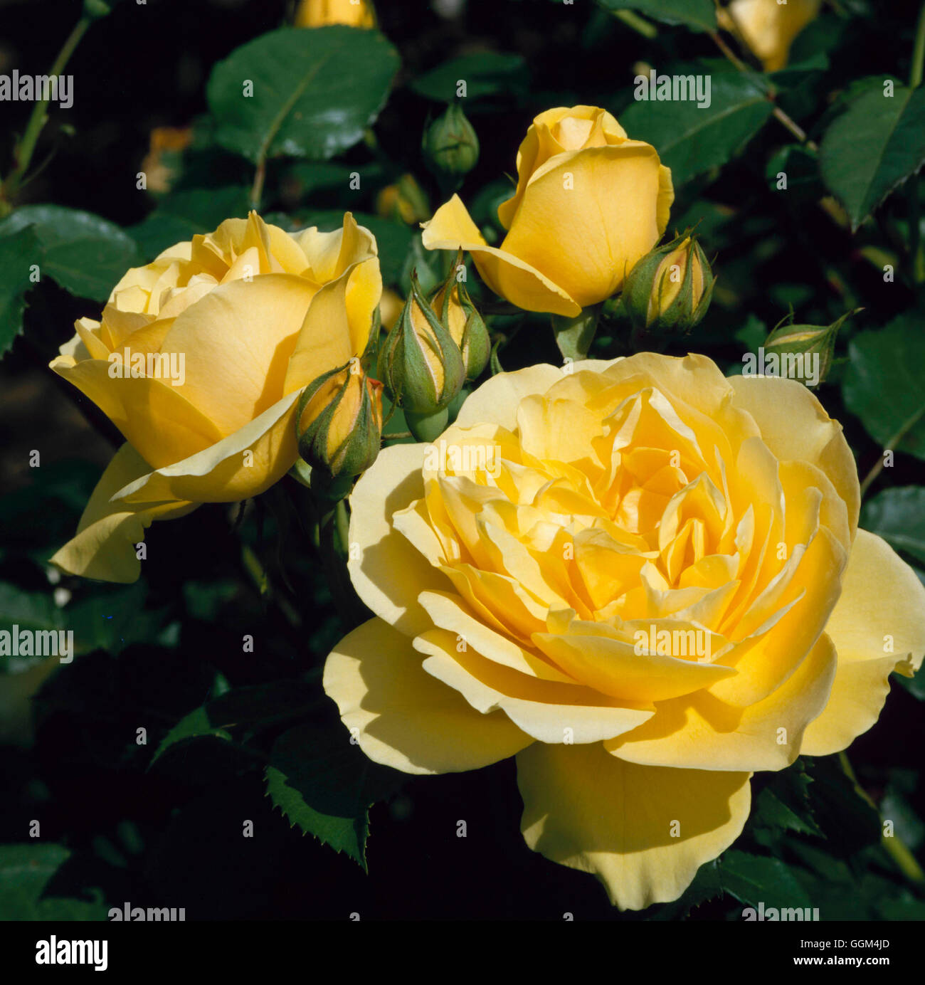 Rosa - `Graham Thomas' AGM - (Shrub) (Austin 1983) (GREETINGS CARDS ...