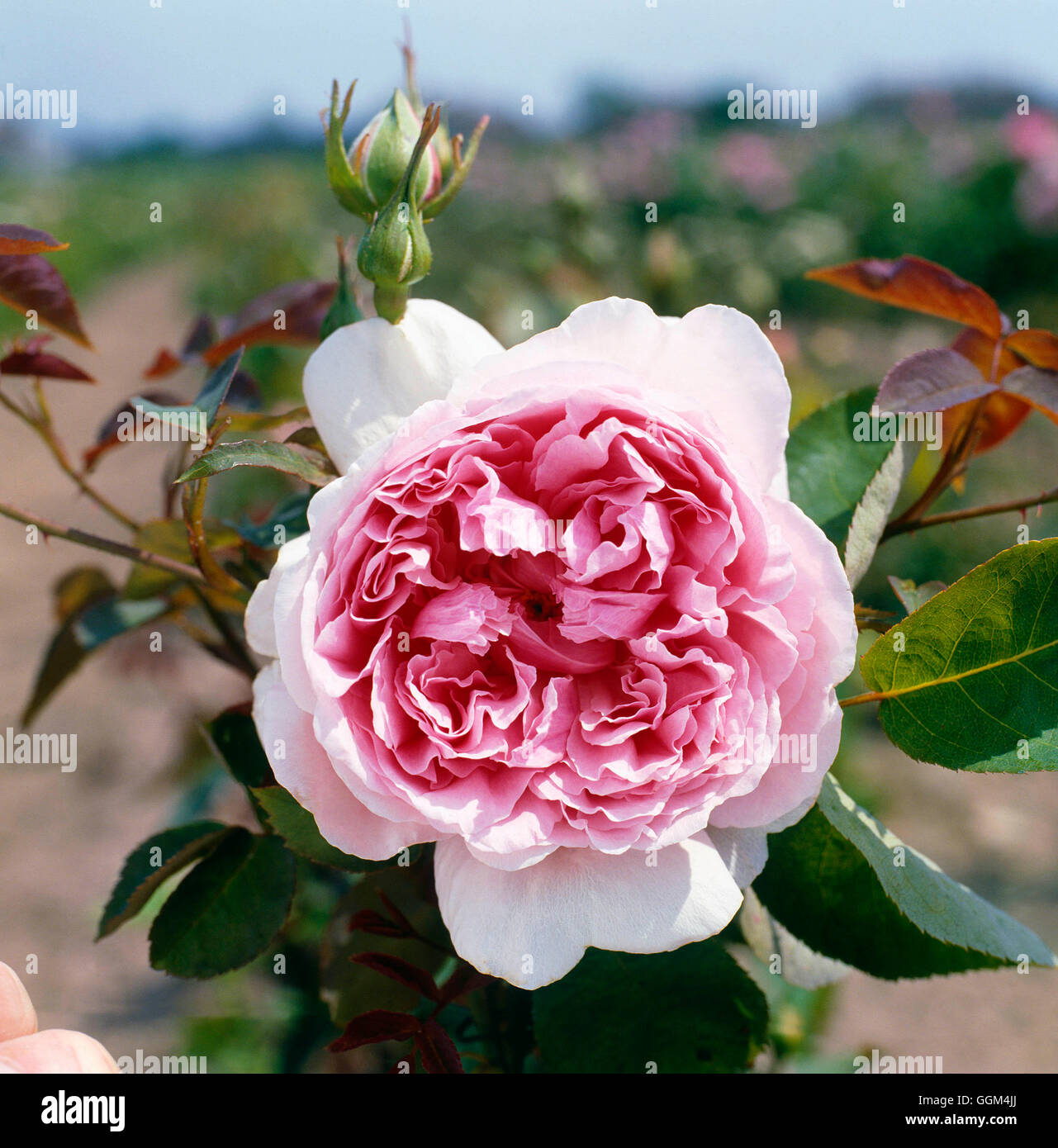 Rosa - `Bibi Maizoon' (Austin 1989) (Shrub) RSH029173 Stock Photo - Alamy