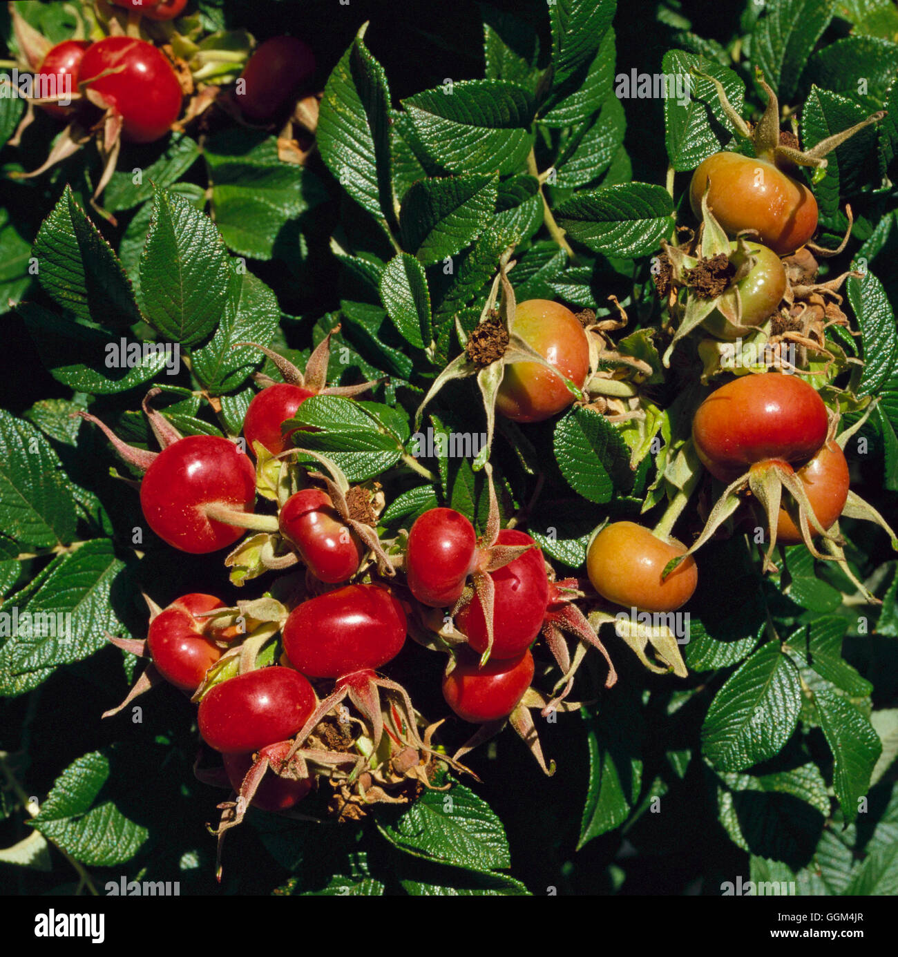 Scabrosa hi-res stock photography and images - Alamy