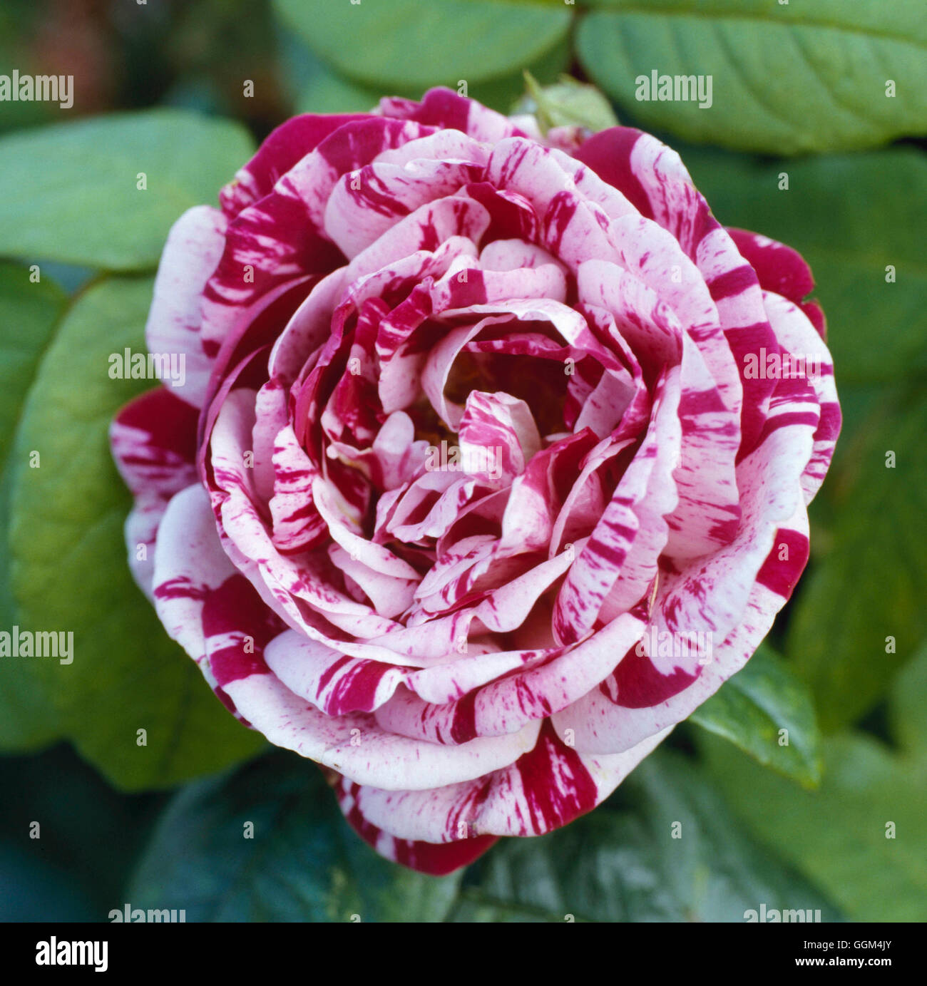 Bourbon rose hi-res stock photography and images - Alamy