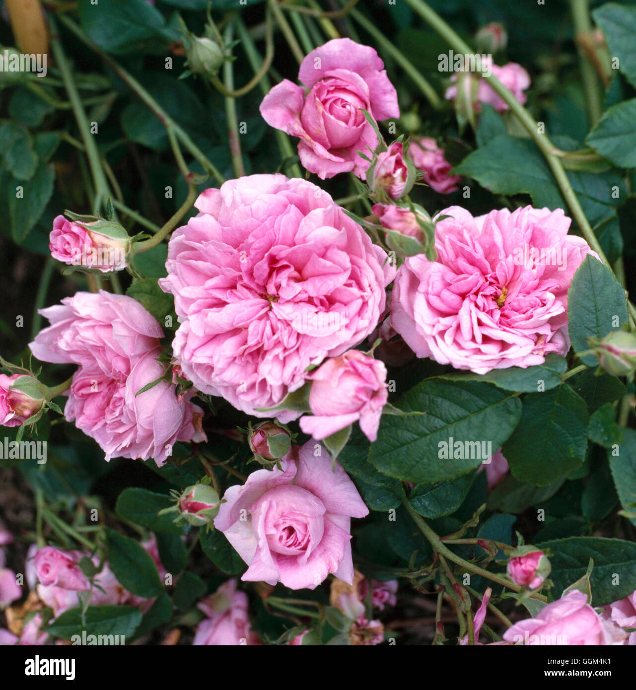Rosa - `Ispahan' AGM (Damask) (Shrub) RSH042901 Stock Photo - Alamy