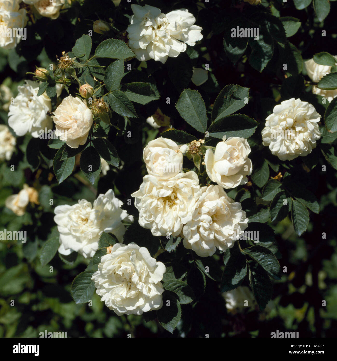 Roses rosa x hi-res stock photography and images - Alamy