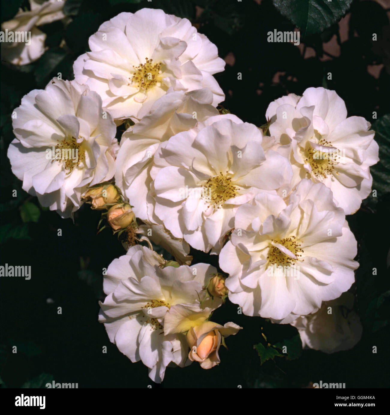 Rosa - `Penelope' AGM (Hybrid Musk) (Shrub) RSH063480 Stock Photo - Alamy