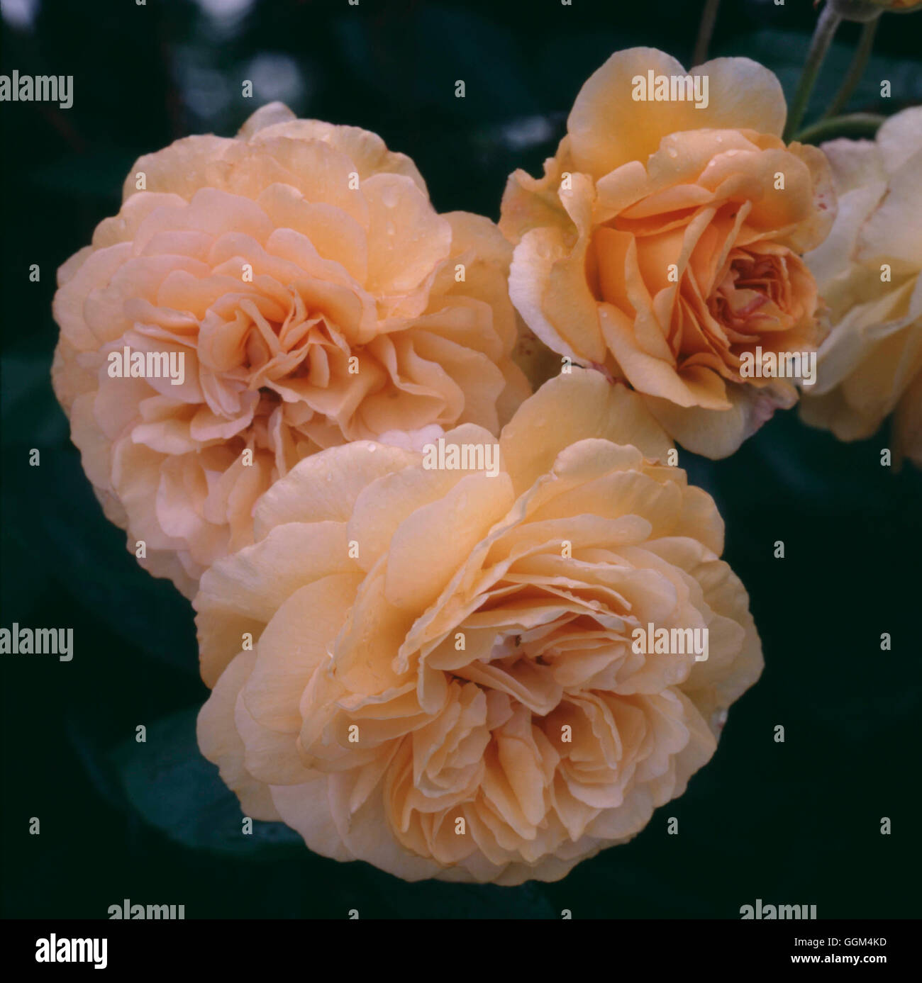 Rosa - `Buff Beauty' (Shrub) RSH069844 Stock Photo - Alamy