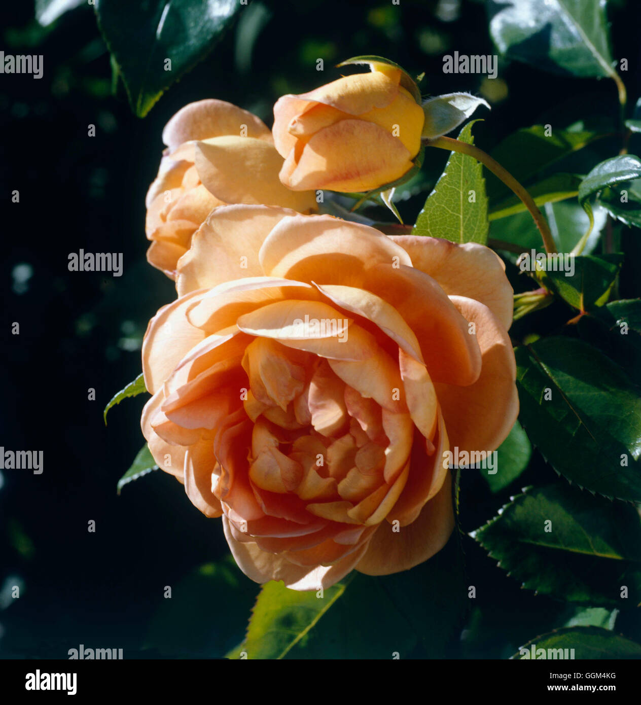 Rosa - `Pat Austin' (Austin 1995) (Shrub) RSH071969 Stock Photo - Alamy