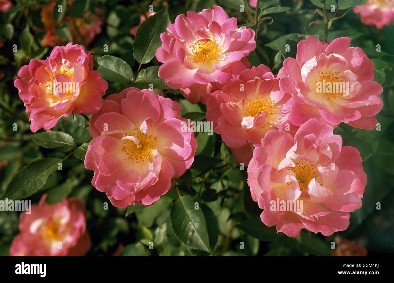 Rosa - `Angelina' - (Shrub) RSH073874 Stock Photo - Alamy