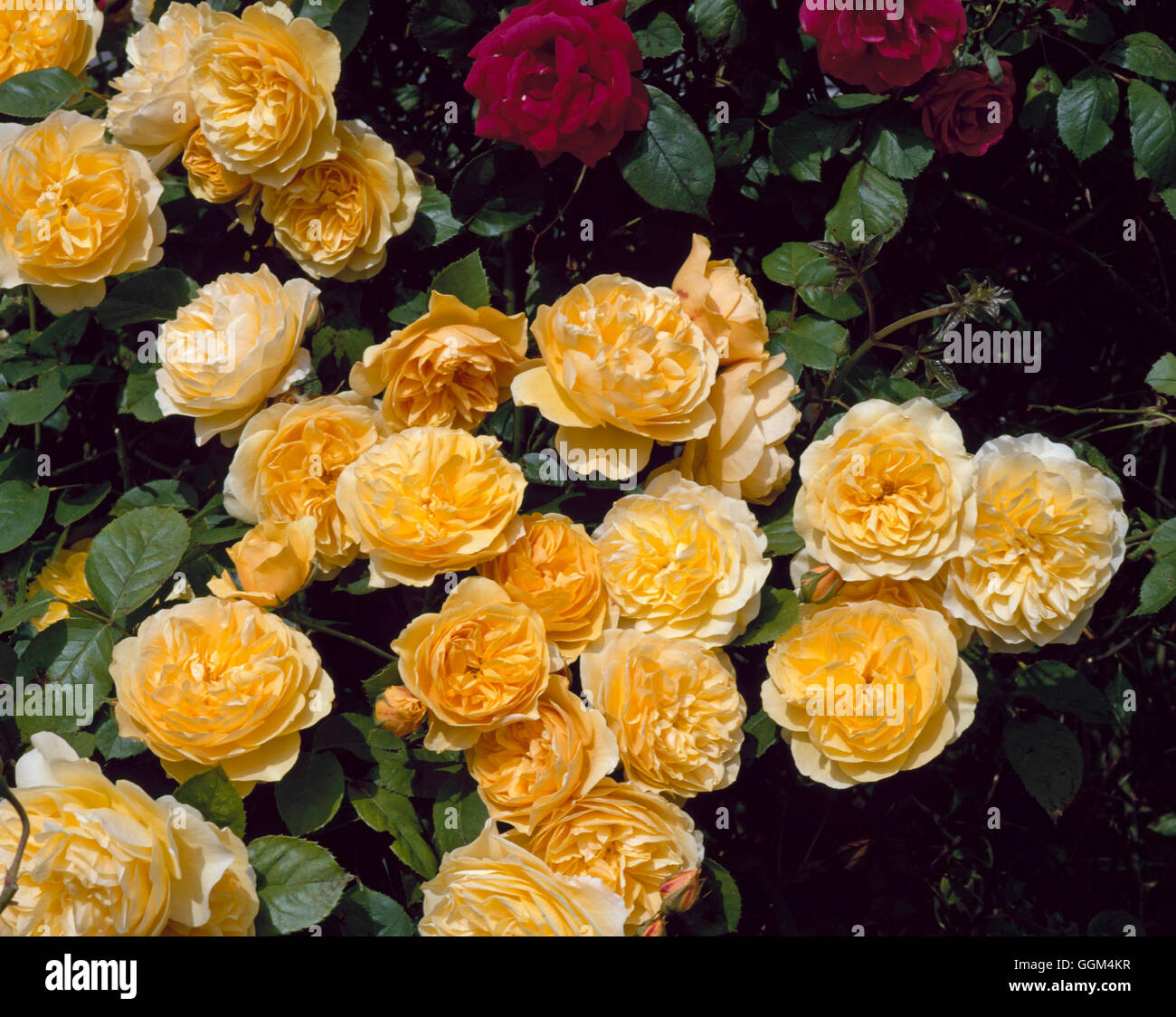 Rsh078380 hi-res stock photography and images - Alamy