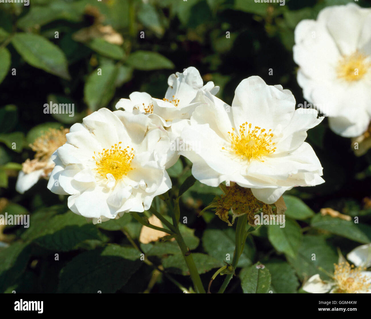 Bourbon rose hi-res stock photography and images - Alamy