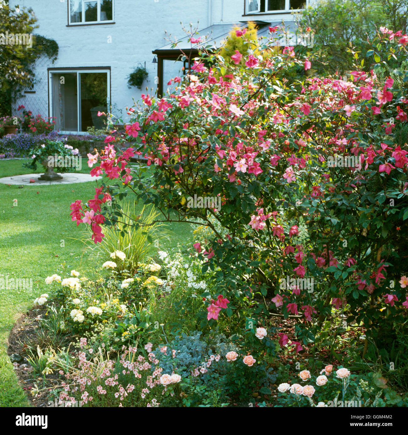 Rosa x odorata - `Mutabilis' AGM (China) (Shrub) RSH092525 Stock Photo ...