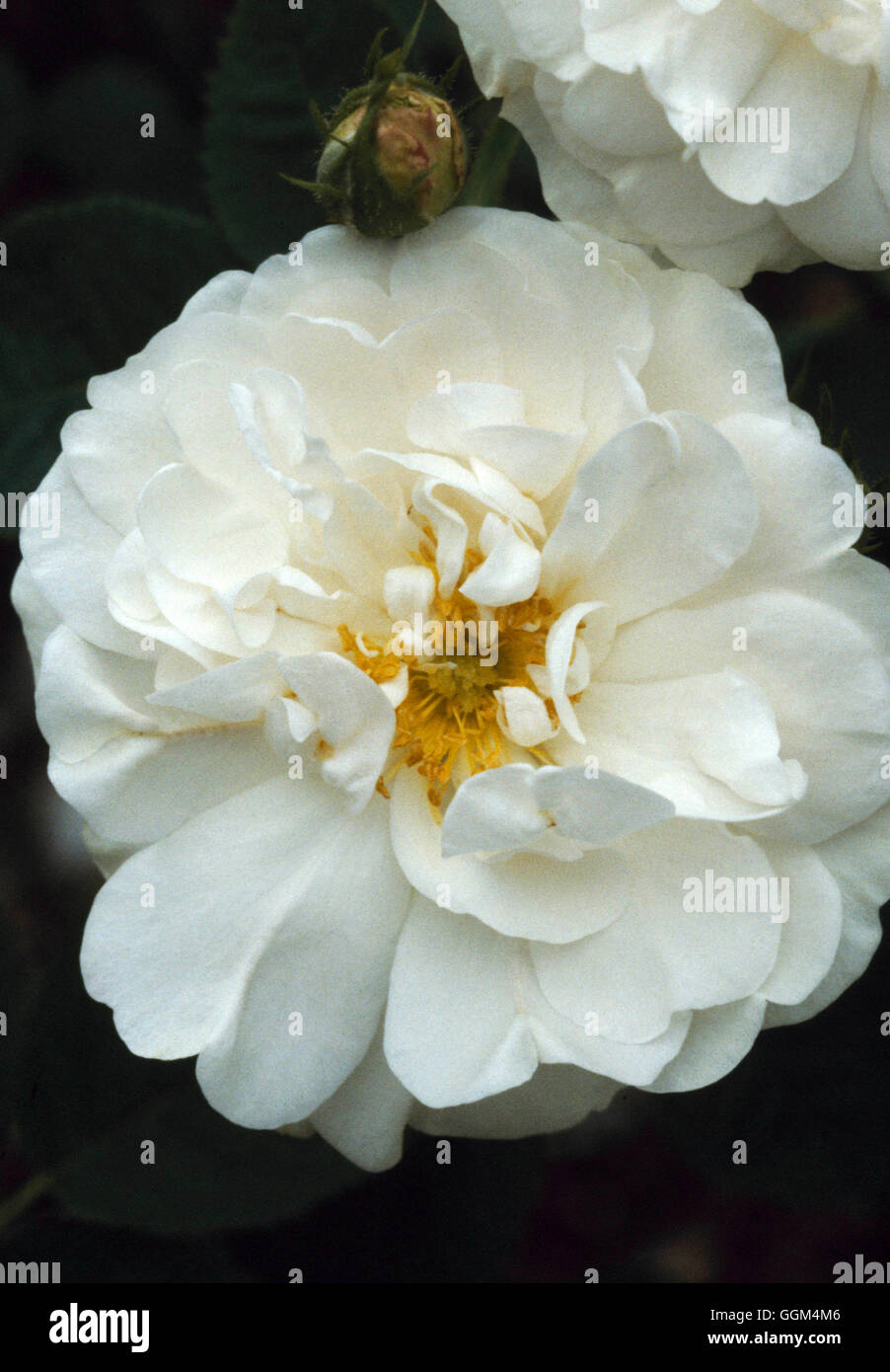 Rosa alba hi-res stock photography and images - Alamy