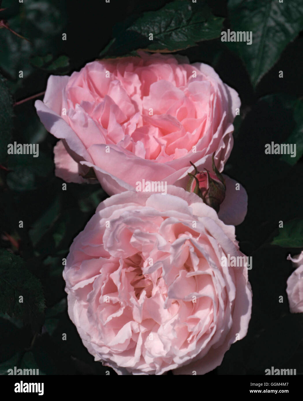 Redoute hi-res stock photography and images - Alamy