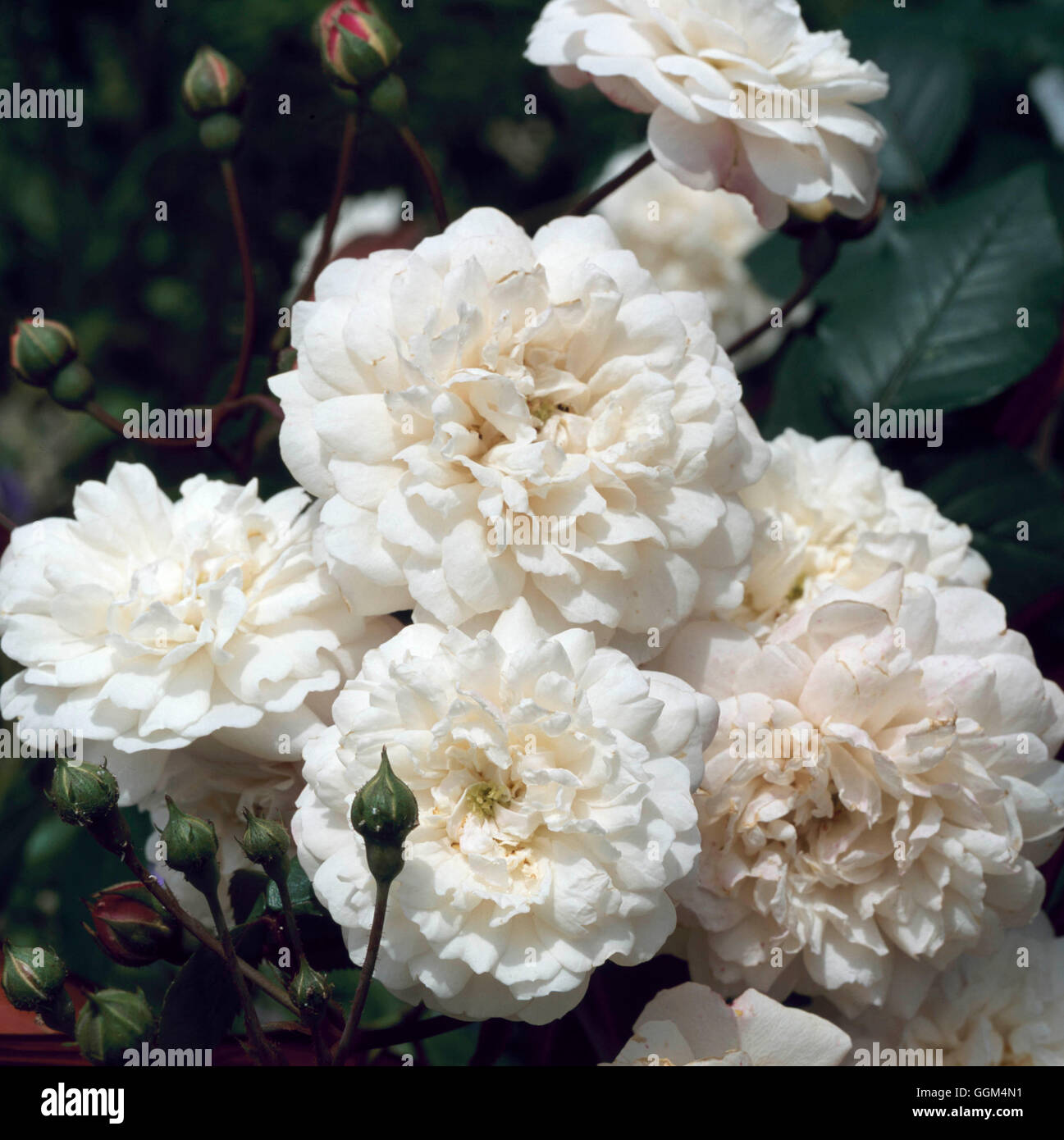 Rosa - `White Pet' AGM - (Shrub) (Polyantha) RSH102765 Stock Photo - Alamy