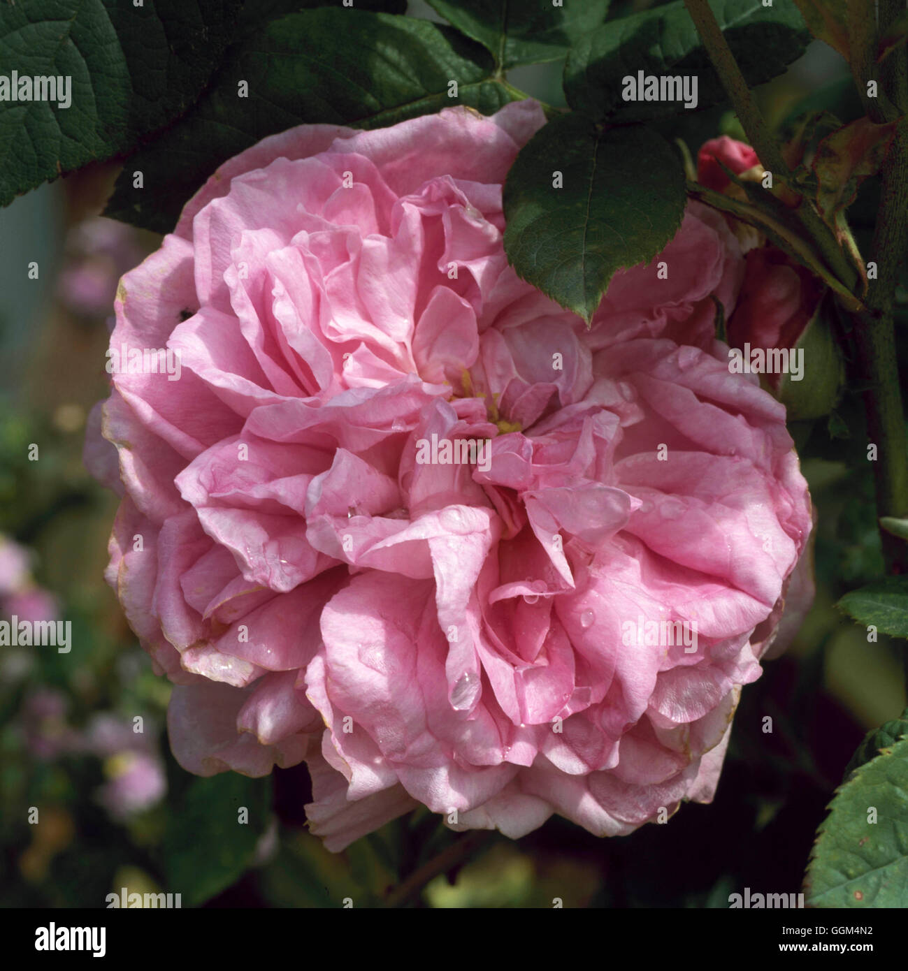 Rosa - `Ispahan' AGM - (Shrub) (Damask) RSH102770 Stock Photo - Alamy