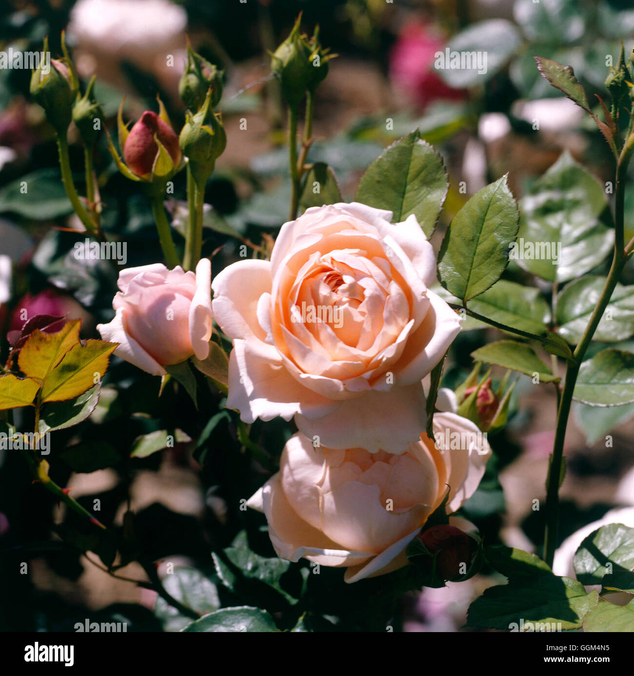 Rosa - 'Ambridge Rose' (Austin) (Shrub) RSH105890 Stock Photo - Alamy