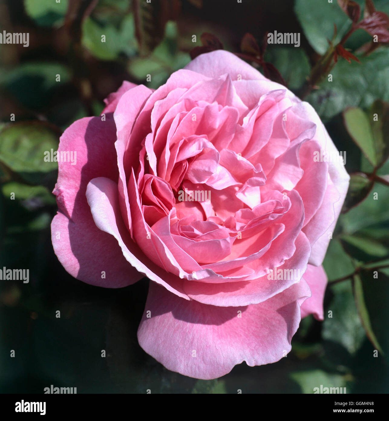 Mary austin hi-res stock photography and images - Alamy