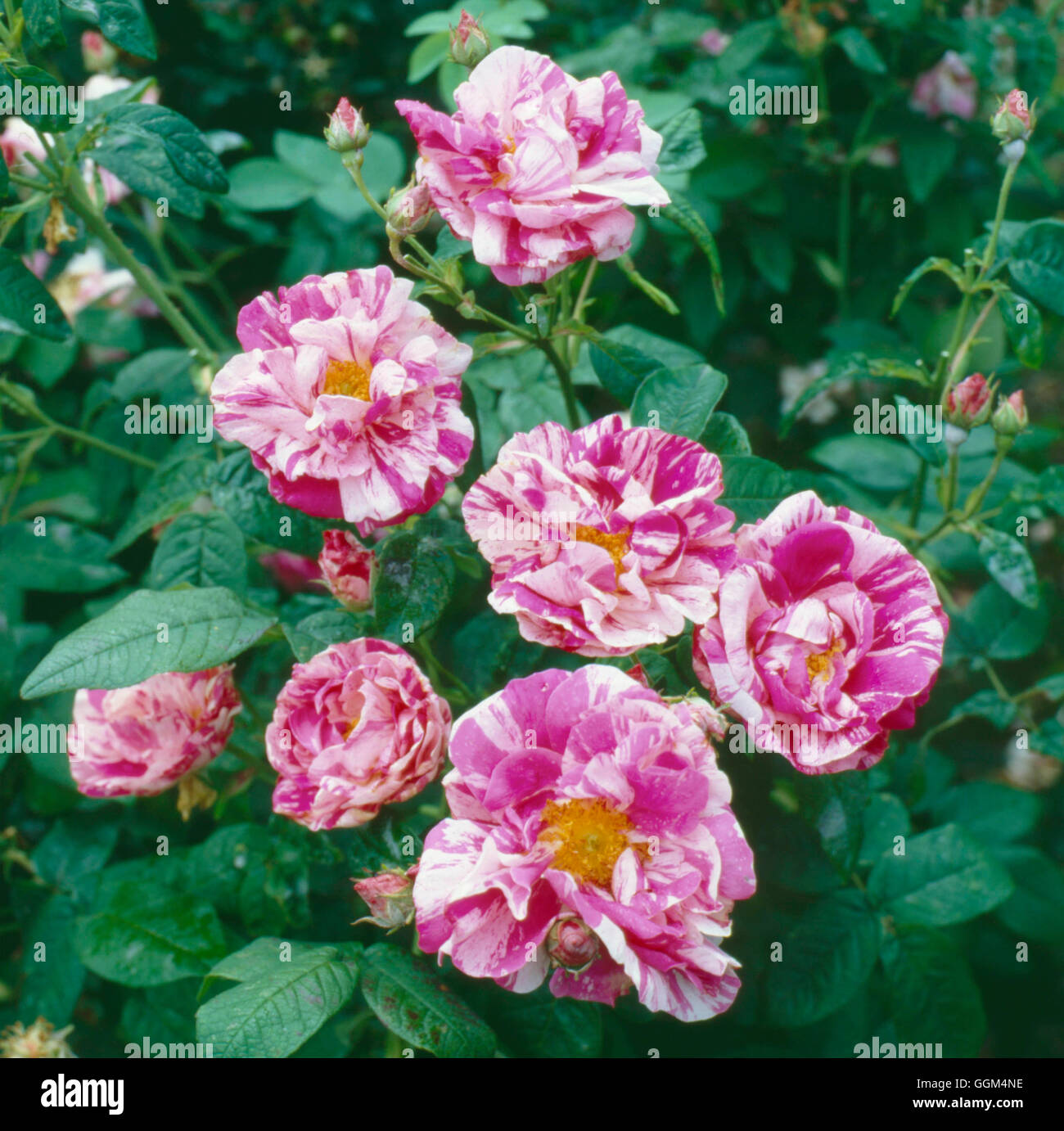 Rosa gallica - `Versicolor' (Specie) (Syn R. `Rosa Mundi') RSP013263 ...