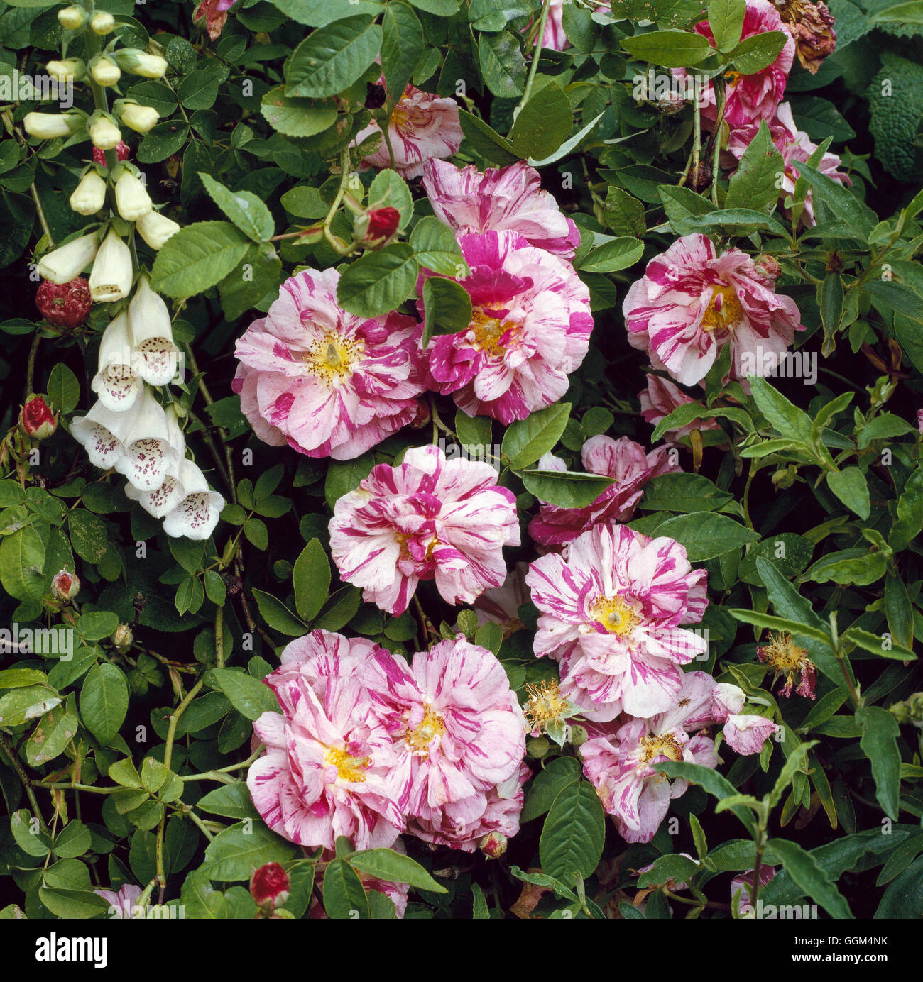 Syn r gallica versicolor hi-res stock photography and images - Alamy