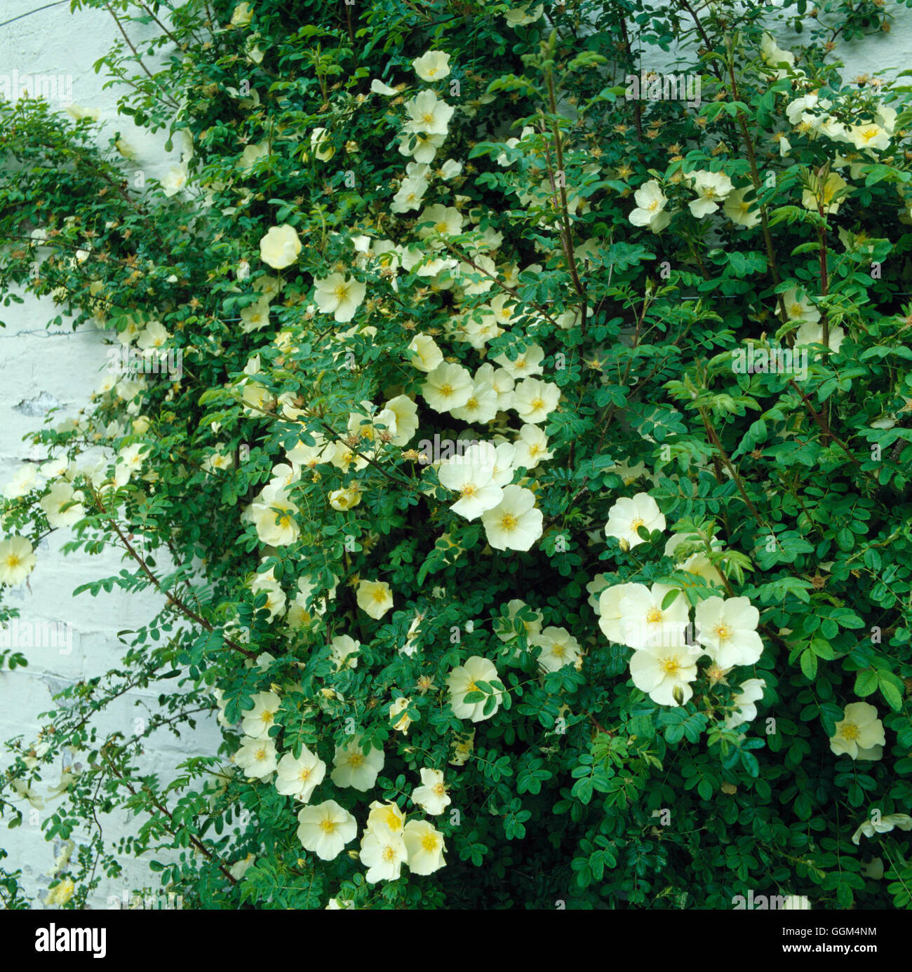 Rosa pimpinellifolia syn r spinosissima scotch rose hi-res stock ...